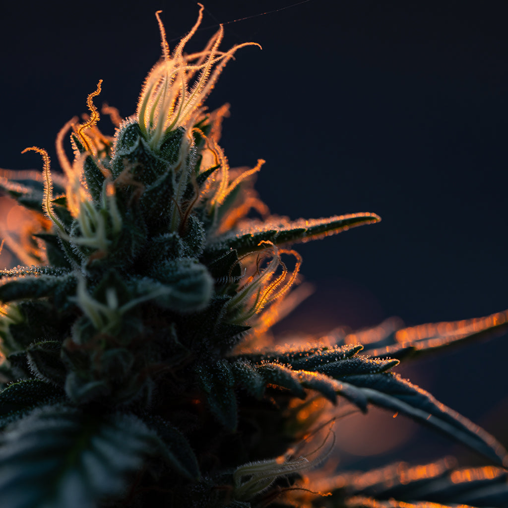 Sun System Grow Lights | Professional LED Lighting for Home Growers